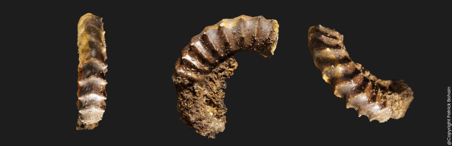 Platypleuroceras caprarium - Ammonites-vendée.fr