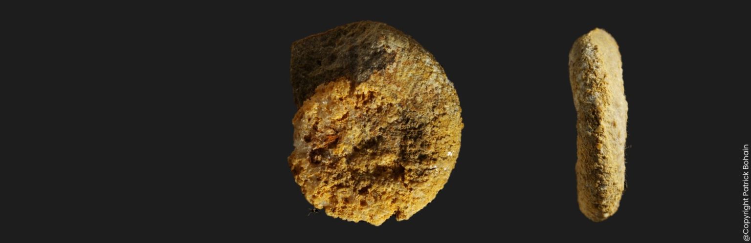 Polymorphites polymorphus forme lineatus - Ammonites-vendée.fr