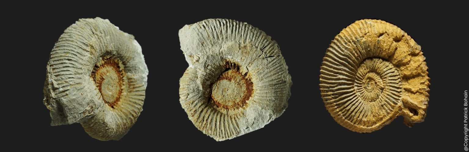 Dactylioceras (Orthodactylites) crosbeyi - Ammonites-vendée.fr
