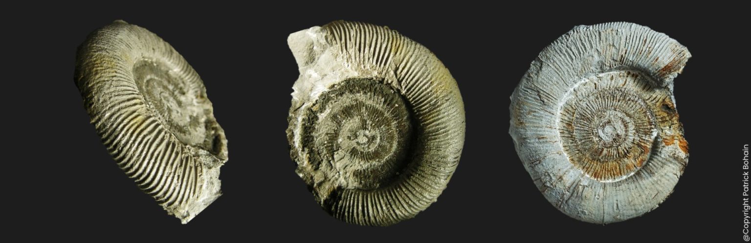 Dactylioceras (Orthodactylites) tenuicostatum - Ammonites-vendée.fr