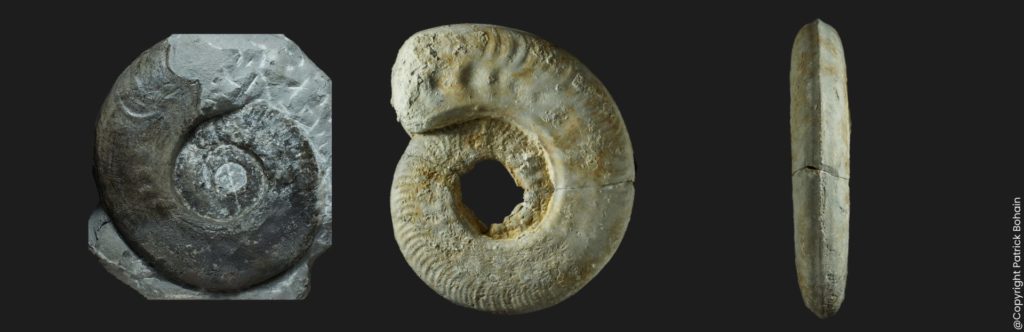 Harpoceras strangewaysi - Ammonites-vendée.fr