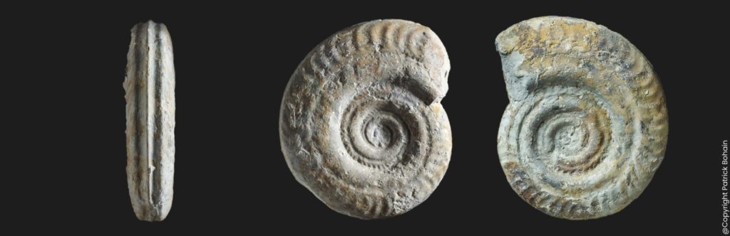 Hildoceras bifrons - Ammonites-vendée.fr