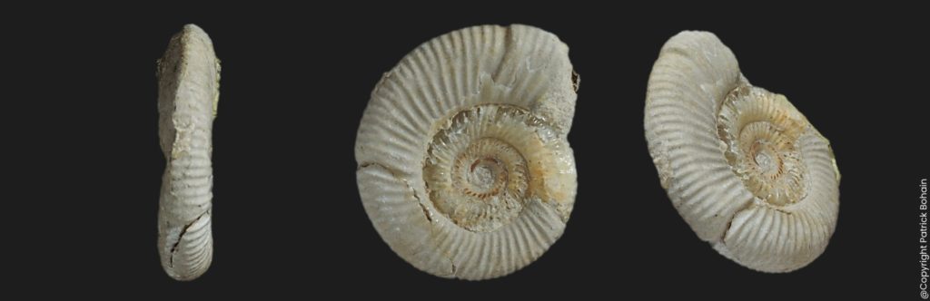 Homoeoplanulites (Homoeoplanulites) mangoldi micromorphe - Ammonites ...
