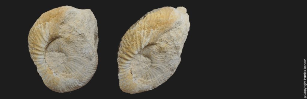 Kepplerites (Kepplerites) inflatus cf. - Ammonites-vendée.fr