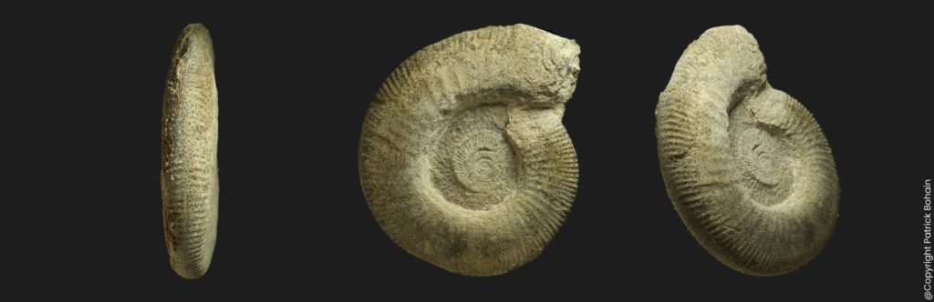 Homoeoplanulites (Homoeoplanulites) Homoeomorphus morphe gracile ...