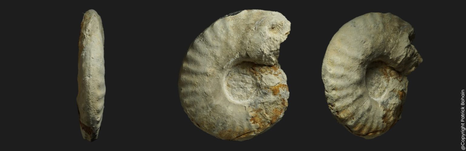 Hecticoceras (Hecticoceras) hecticum proximum - Ammonites-vendée.fr