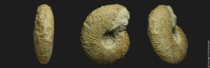 Macrocephalites gracilis [m] - Ammonites-vendée.fr